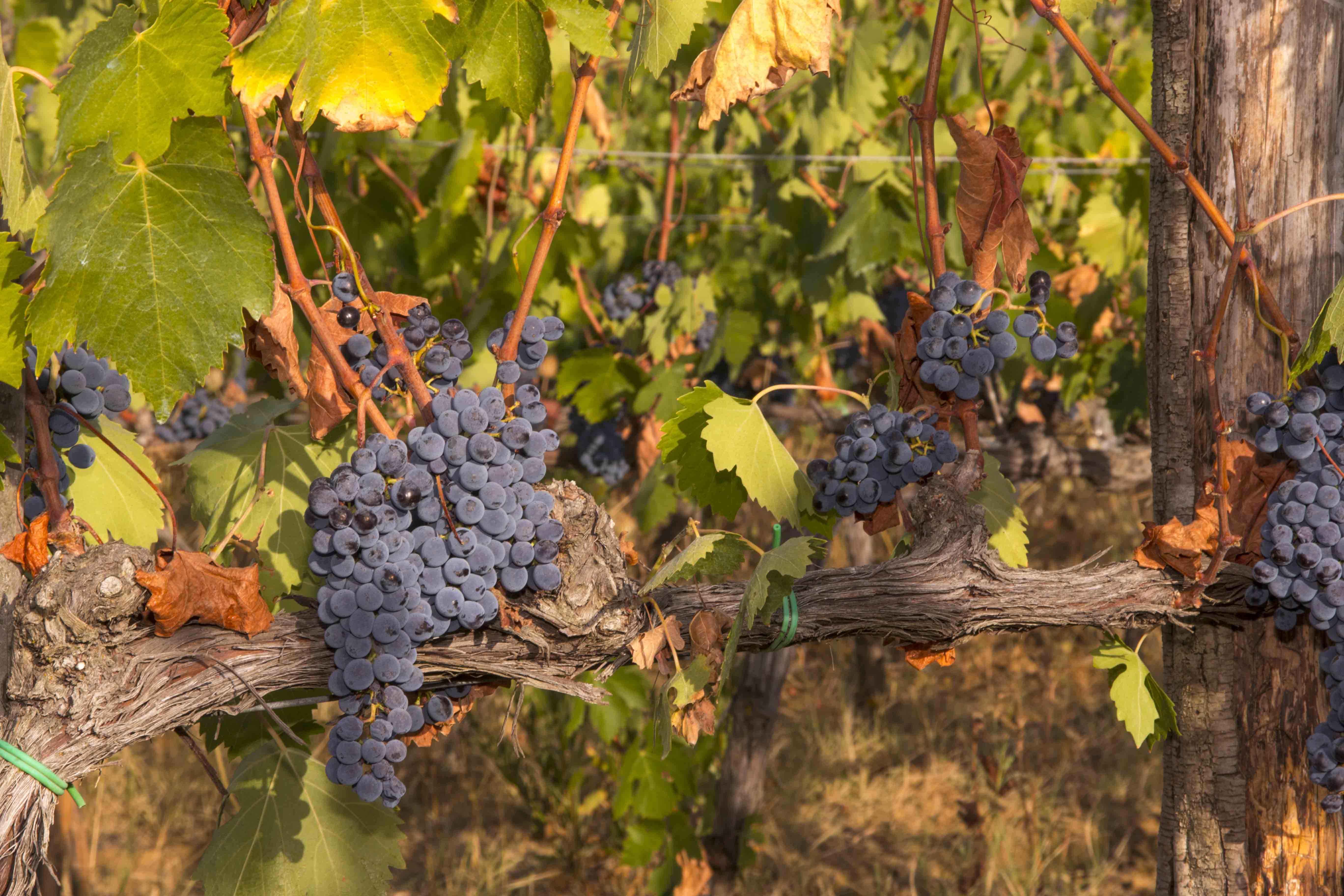 The Estate RIGOLI - Rigolivini